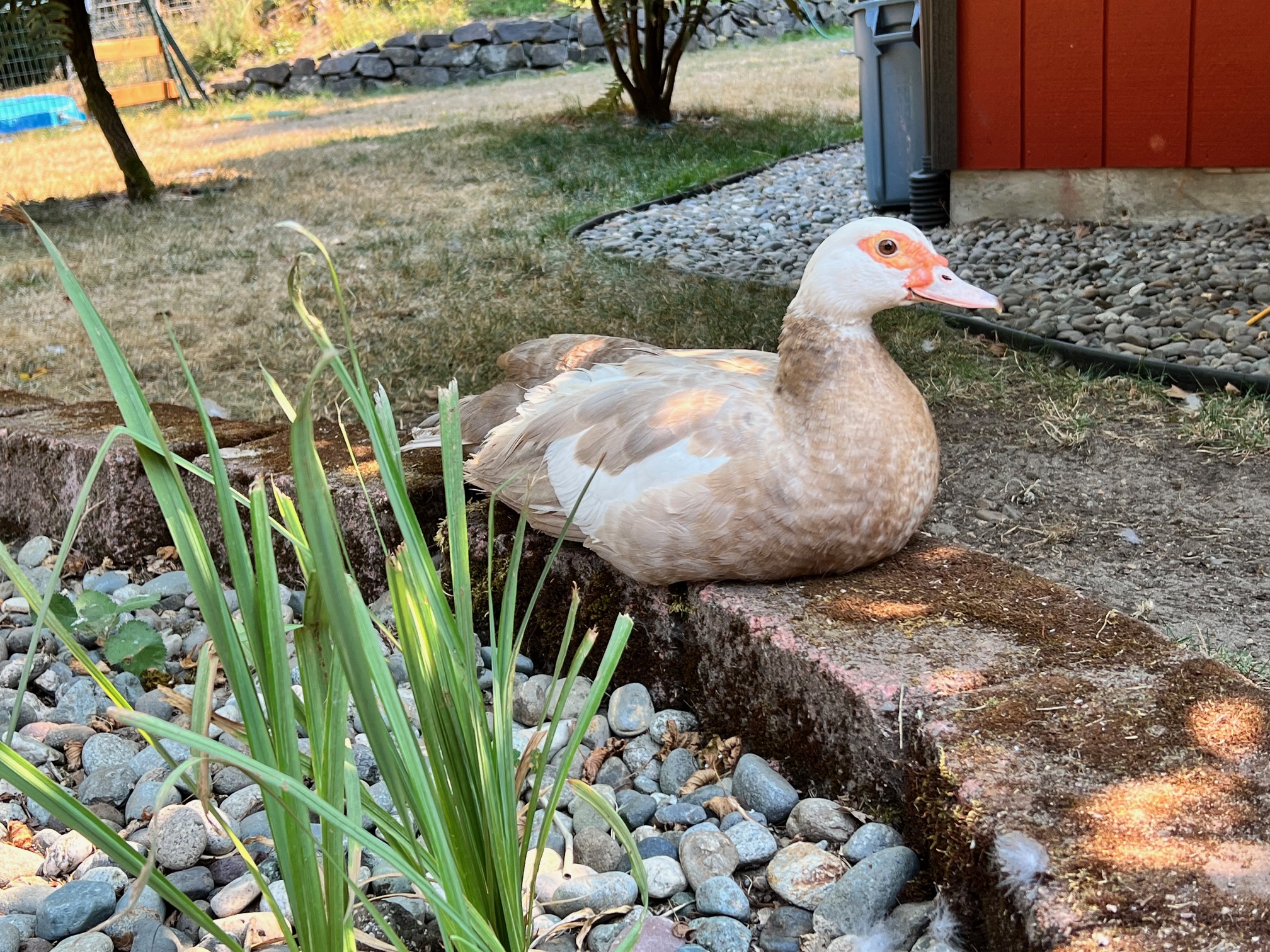 Resident of the Week: Mama Duck – Happy Grounds Farm & Sanctuary